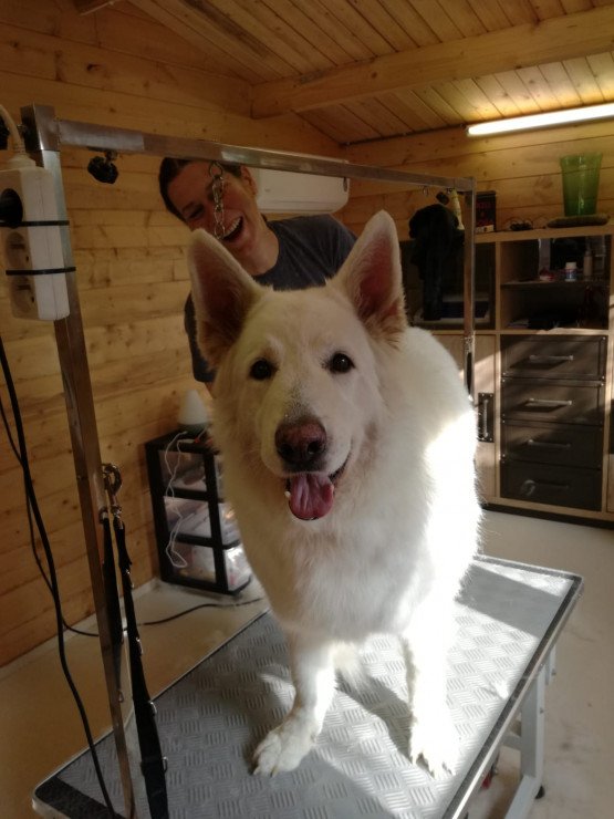 XIO 4 DOGS Reppel Limburg Hondenverzorging Honden benodigdheden ...